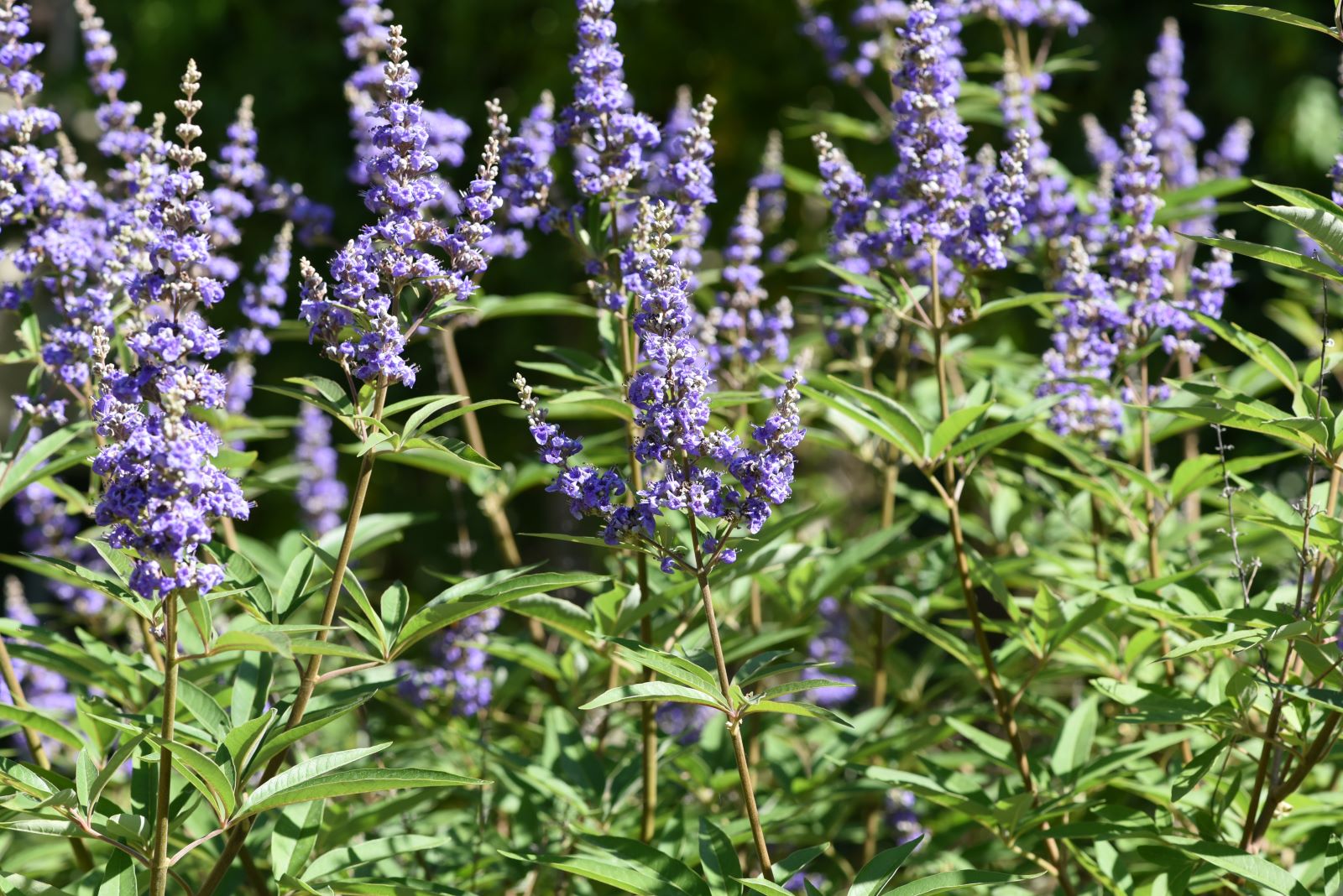 Can Chasteberry Help Acne - Nutt So Ruff